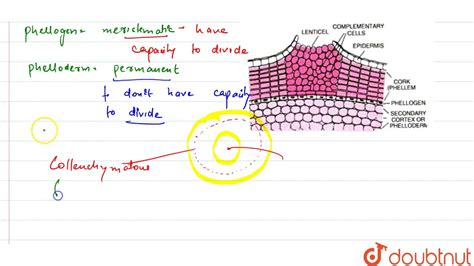 Give On Basic Functional Difference Between Phellogen And Phelloderm YouTube