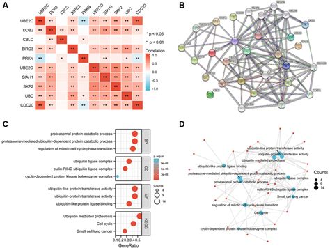 Identification And Validation Of Ubiquitin Proteasome System Related Genes As A Prognostic