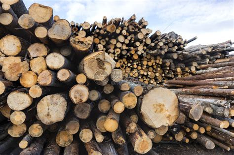 斯堪的纳维亚森林中的一堆树干高清图片下载 正版图片503439402 摄图网
