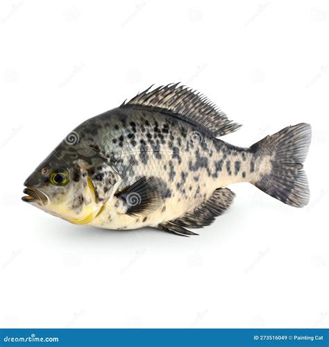 Black Crappie Or Pomoxis Nigromaculatus Freshwater Fish Drawing Royalty