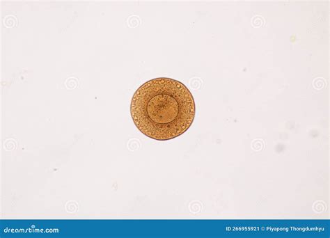 Protozoa And Plant Cells Under The Microscope For Education Stock