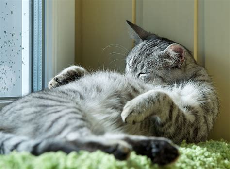 How To Protect Your Cat From Weight Gain After Neutering Or Spaying Versele Laga