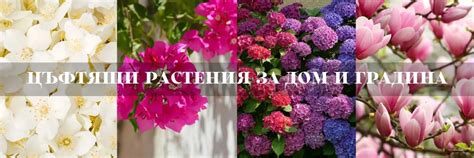 Онлайн магазин за саксийни цветя