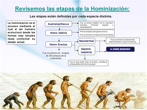 Cuales Son Las Etapas De La Evolucion Del Hombre Las