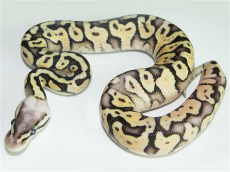 Morph List World Of Ball Pythons