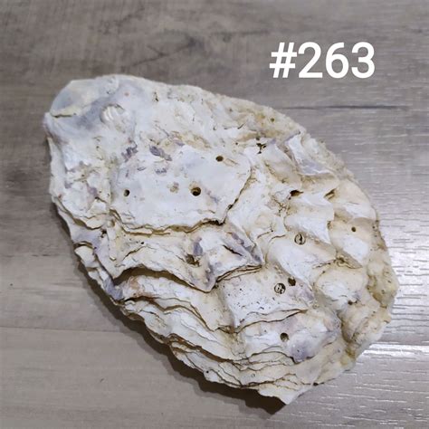 Ракушка устрица, 6 разных, см.фото купить в интернет-магазине Ярмарка ...