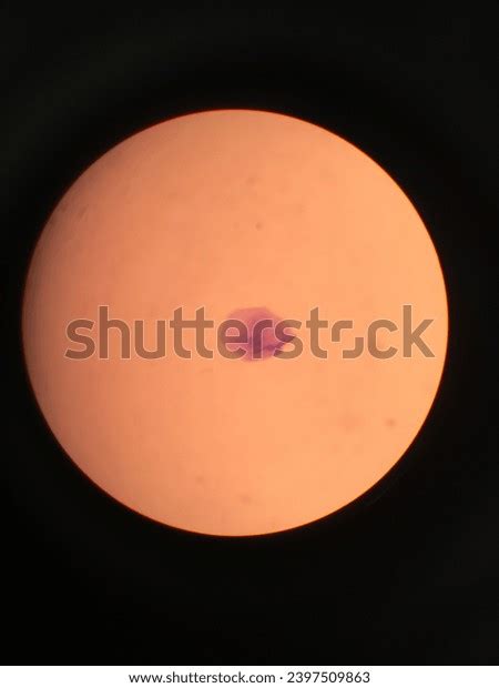 Cell Types Examined Under Microscope Stock Photo Shutterstock