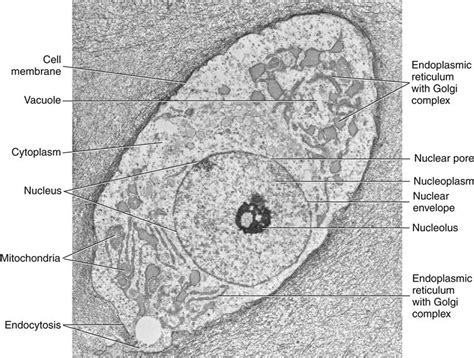 Electron Micrograph Diagram