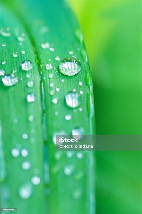 물 방울과 비 후의 신선한 녹색 숲 잔디 잎 식물 자연 배경입니다 배경 벽지 포스터 템플릿입니다 유기농 화장품 웰빙 스파 환경 보호 개념 물에 대한 스톡 사진 및 기타
