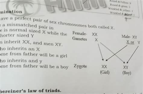 Ave A Perfect Pair Of Sex Chromosomes Both Called X Filo