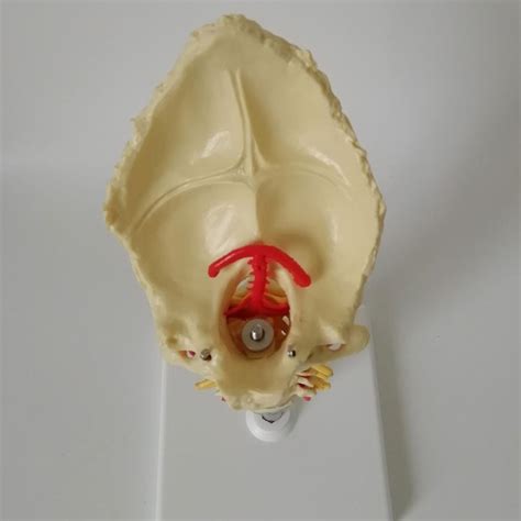 Lumbar Nerve Model Human Cervical Vertebra Carotid Artery Flexible