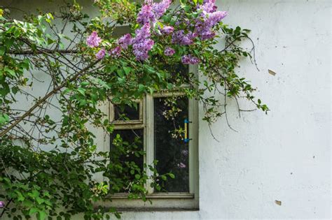 What Happens If You Plant A Tree Too Close To A House