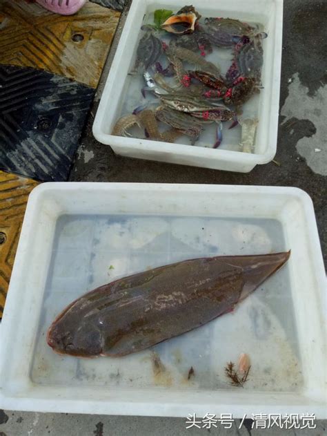 海鮮從2塊錢到100多塊錢的都有有一種魚被稱為護眼魚 每日頭條