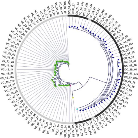 Circular Unrooted Phylogenetic Single Nucleotide Polymorphism Snp Download Scientific Diagram