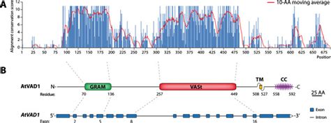 Identification Of An Uncharacterized Conserved Protein Domain In Atvad1 Download Scientific