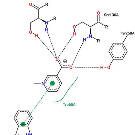 The Diagram Illustrates The 2d Interaction Profile Of Trigonelline Download Scientific Diagram