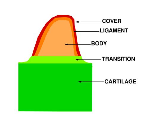 Vocal Fold Model Showing The Different Layers Download Scientific