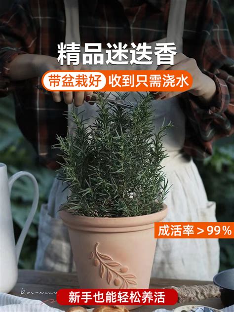 仿真植物墙草人造草皮墙面装饰田园室外室内装饰品幼儿园加密草坪 虎窝淘