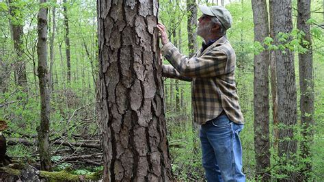 Resetting Carbon Offsets From The Bottom Up