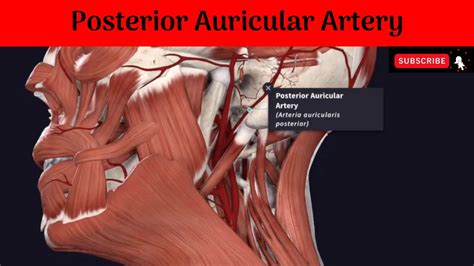Posterior Auricular Artery Anatomy Mbbs Education Bds Headandneckanatomy Arteries Youtube