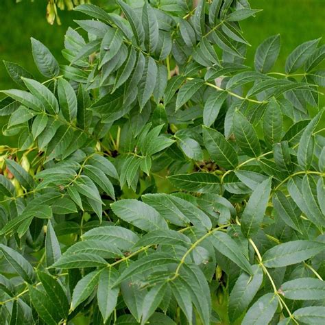 Fraxinus Excelsior