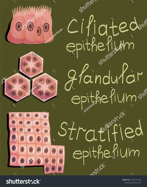 Histology Epithelial Anatomy Physiology