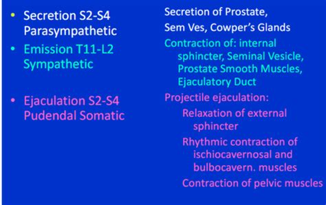 Renal Lecture 5 Male Sexual Dysfunction Flashcards Quizlet