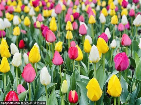 宣武艺园遇见郁金香花开