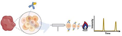 Capabilities Of Single Cell Icp Ms For The Analysis Of Cell Suspensions