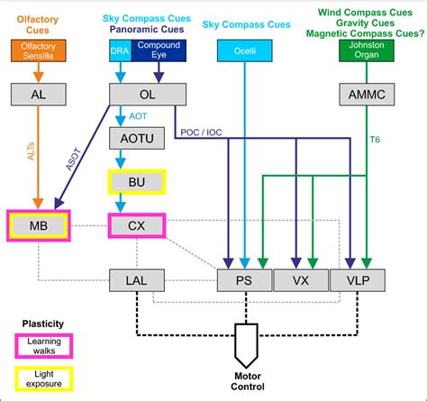 Working Model For Learning Walk Related Multisensory Input And Download Scientific Diagram