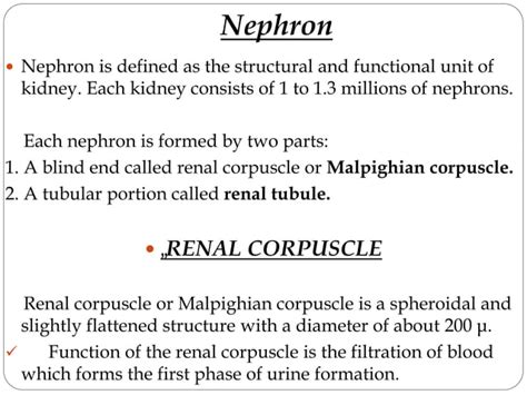 Renal Physiology Renal Structure Renal Function Renal Process Renal