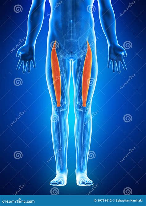 The Rectus Femoris Stock Illustration Illustration Of Rendering