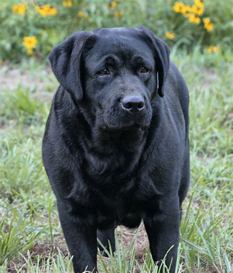 What Does Ofa Mean Belle Rose Labradors