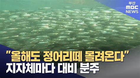 올해 정어리떼 또 온다 부산바다도 긴장 2023 06 06 화 뉴스데스크 부산mbc Youtube