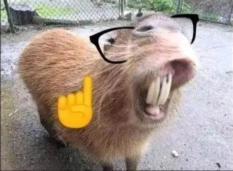 tổng hợp 68 capybara meme cute coin dễ thương nhất