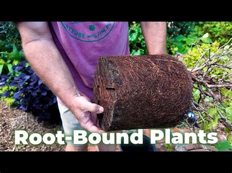Fixing A Root Bound Plant ~