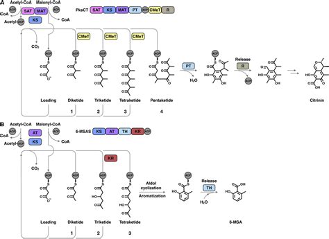 Structural Enzymology Of Iterative Type I Polyketide Synthases Various Routes To Catalytic