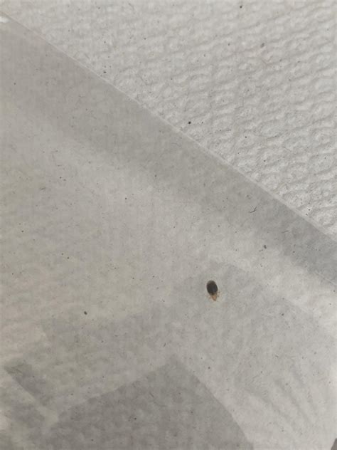 Is This A Bedbug Found It In My Box Spring Crawling After Getting A