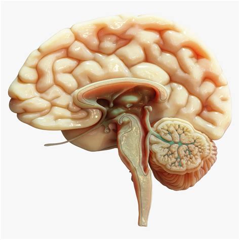 Human Brain Cross Section Anatomy 3d Model Cgtrader