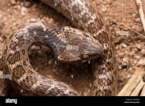 Sonoran Nightsnake Hypsiglena Chlorophaea Chlorophaea From Sonora