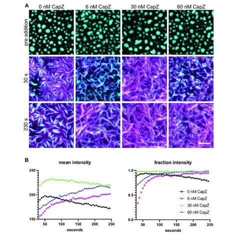Actin Polymerization With Different Levels Of Capping Proteins A 1