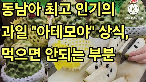 아테모야 세계 3대 미과의 하나인 체리모야 카스타드 애플과 구별 상품 고르기 요령 보관 먹는방법 영양성분 열대과일 열대식물 애플 과일 과일자르기 과일