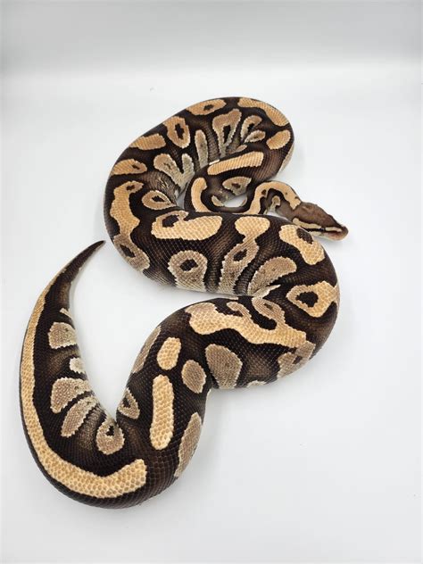 Fire Royal Python Adult Female