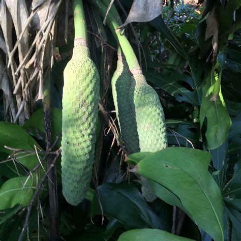 Monstera Deliciosa Buy Monstera Deliciosa Online From Miami Fruit