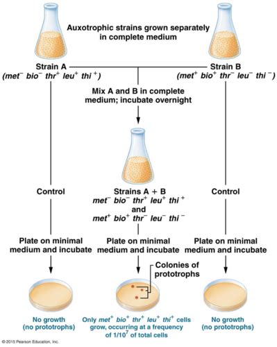 Genetics Ch 6 Genetic Analysis And Mapping In Bacteria And Bacteriophages Flashcards Quizlet
