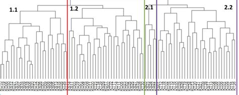 clustering of ninety cashew accessions from three districts of