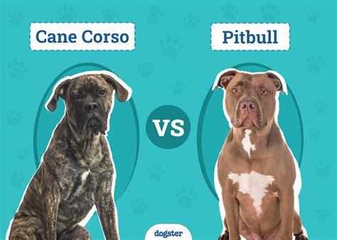 Cane Corso And Pitbull Side By Side