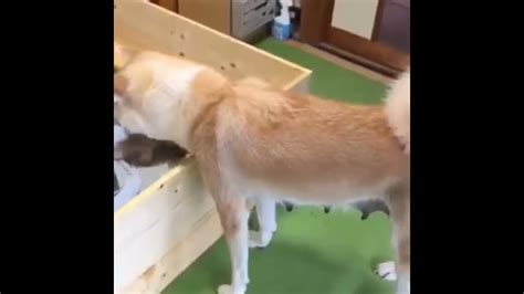 👶生後2週間目🐾動き活発🤱子犬のお尻👅舐めて💩ウンチ🌟綺麗にするので😉排泄物の🧼始末しなくてokでしたが🗓生後1ヶ月🍚離乳食始めた途端🙅‍♀️