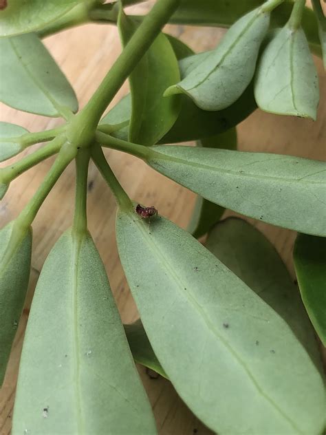 Is This The Famous Bug With Hundreds Of Different Phenotypes I Need To Know Please Houston