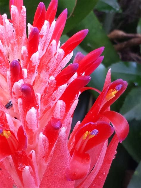 무료 사진 빨간색 밝은 열 대 야생의 꽃 가 까이 서 암 꽃 술 꽃가루 피 블 룸 꽃